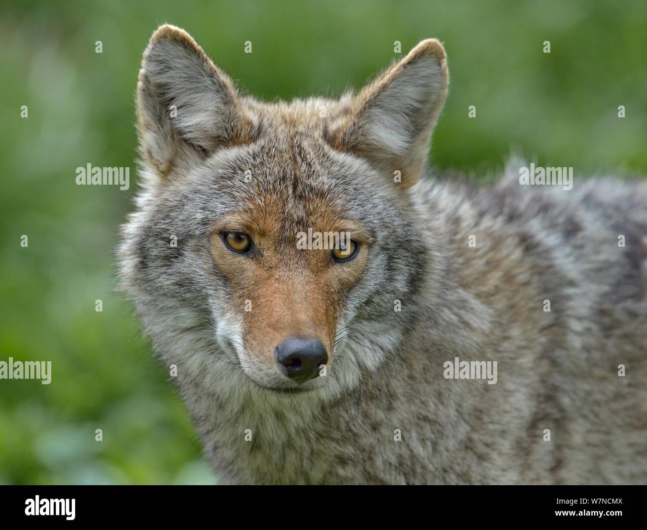 Coyote (Canis latrans) head portrait, Quebec, Canada, captive Stock ...