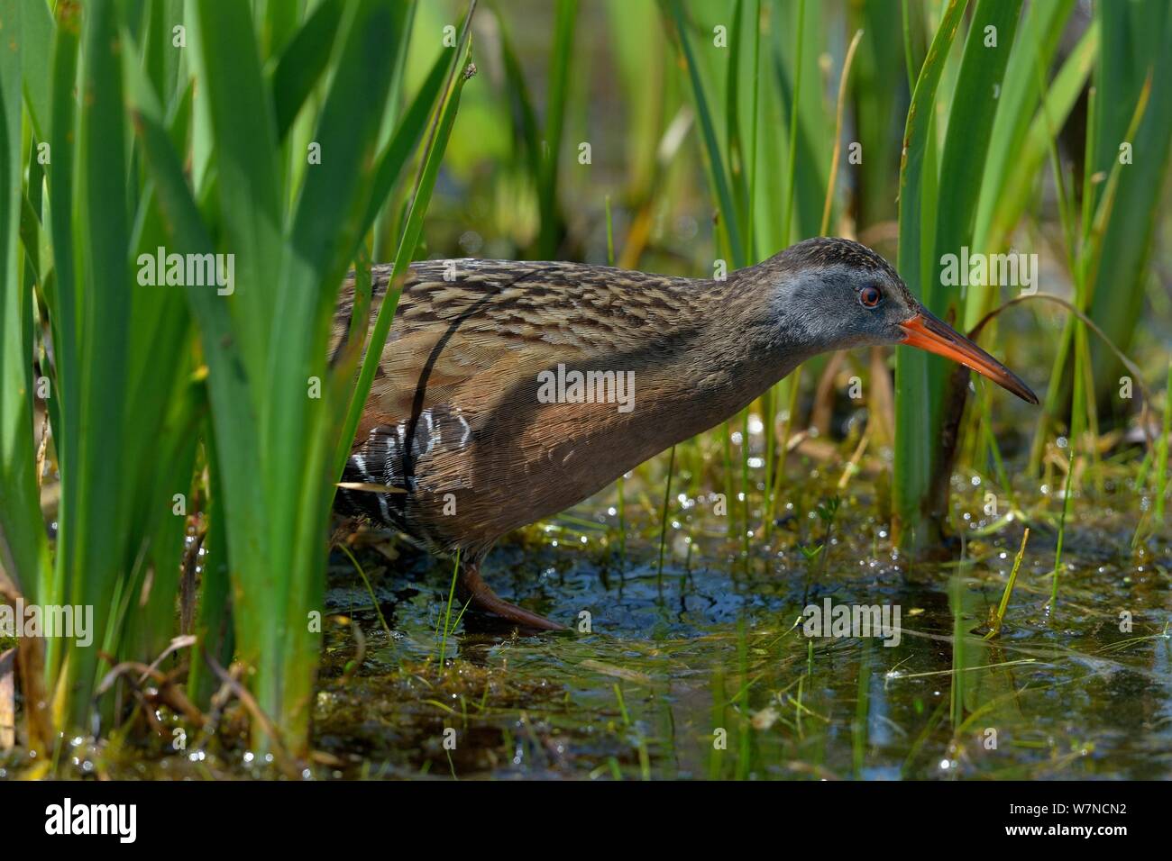 Virginia rail (Rallus limicola) in water reeds, Quebec, Canada, May ...