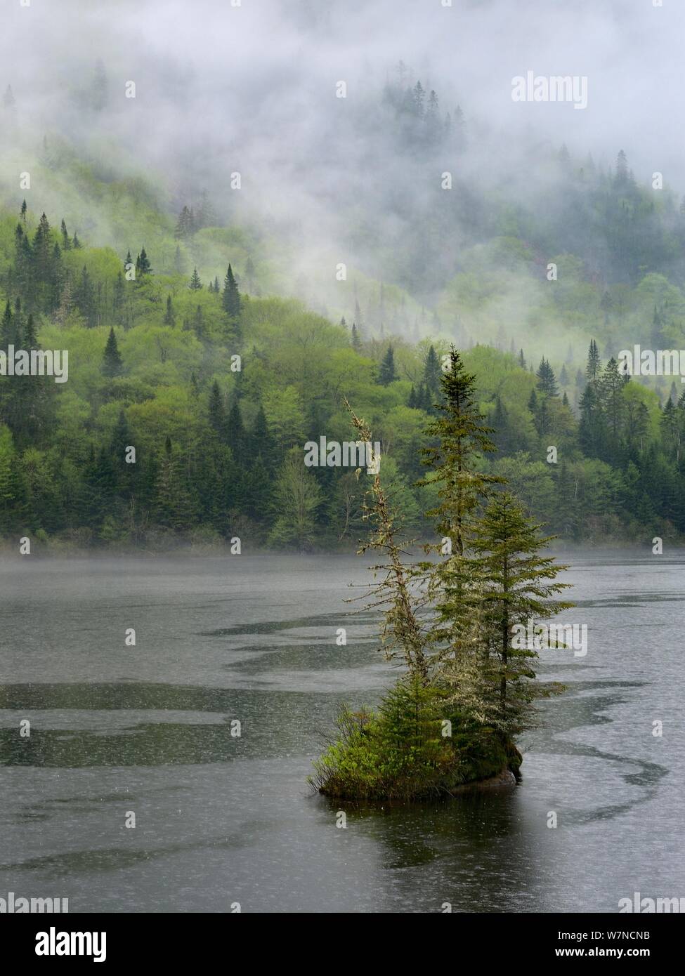 Mist over forest around lake, Jacques Cartier ParK, Quebec, Canada, May ...