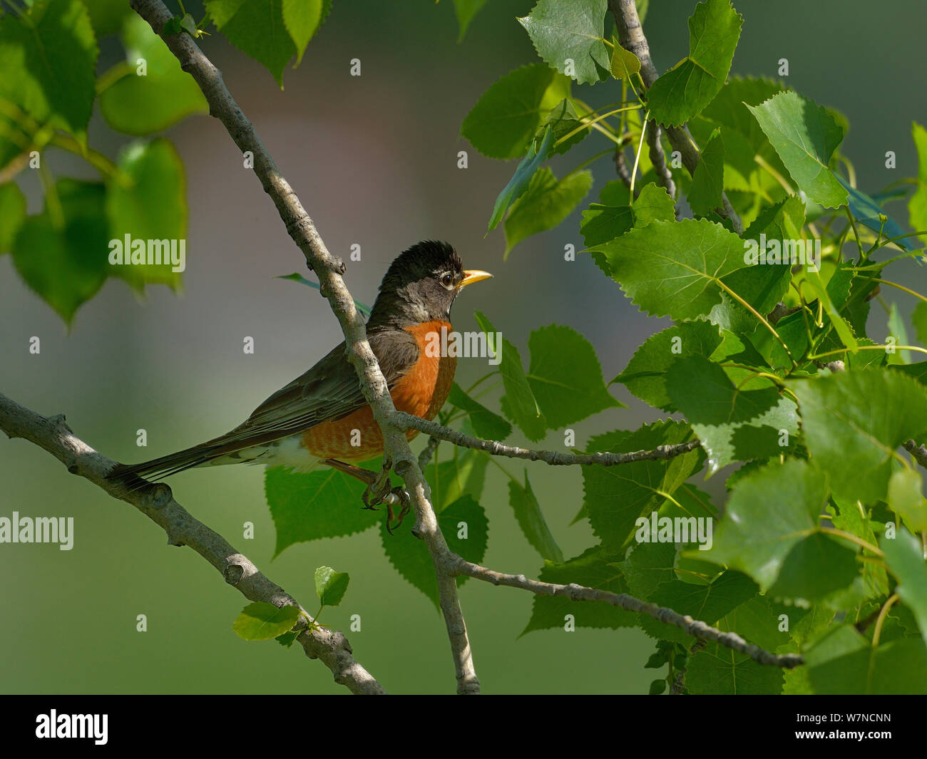 American robin (Turdus migratorius) Canada, May Stock Photo - Alamy