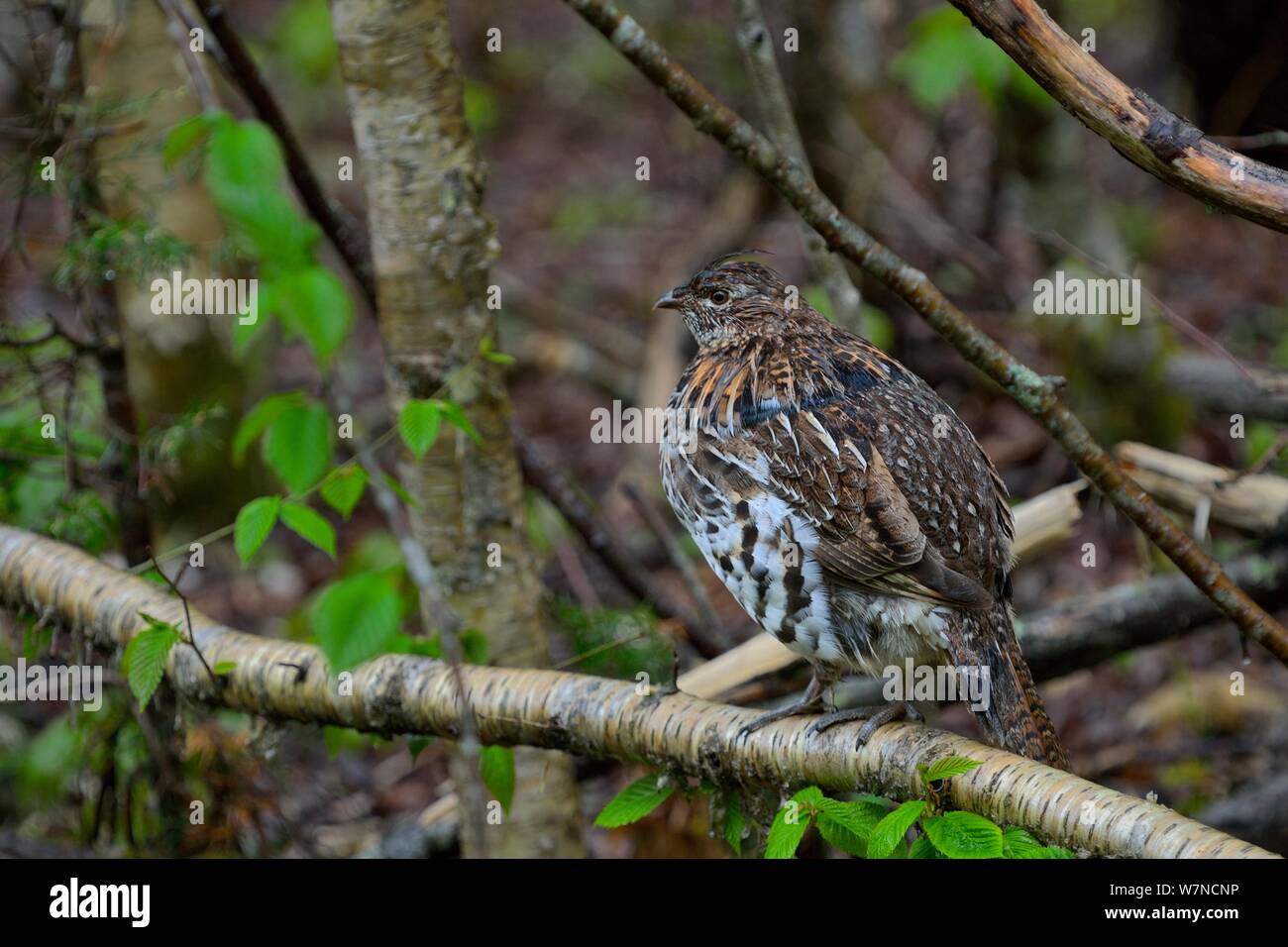 Ruffed grouse (Bonasa umbellus) sitting in rain, Quebec, Canada, May ...