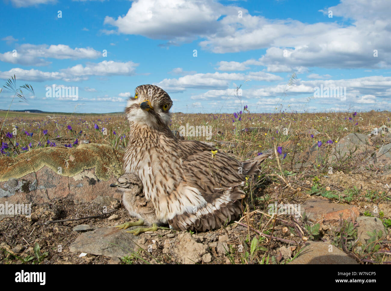 Curlew nest hi-res stock photography and images - Alamy
