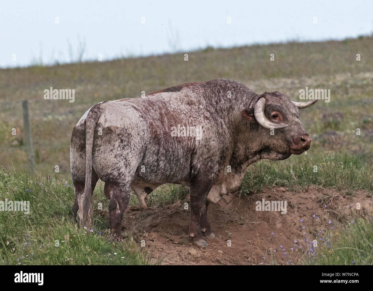Alentejana bull (Bos taurus) rare breed cattle, standing over a dust ...