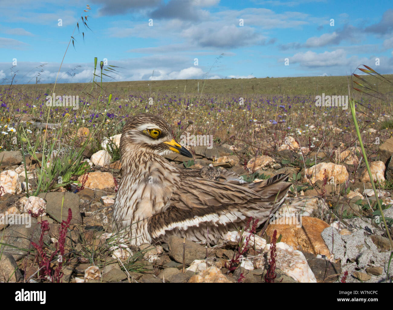 Stone curlew (Burhinus oedicnemus) looking at chick poking its head out ...