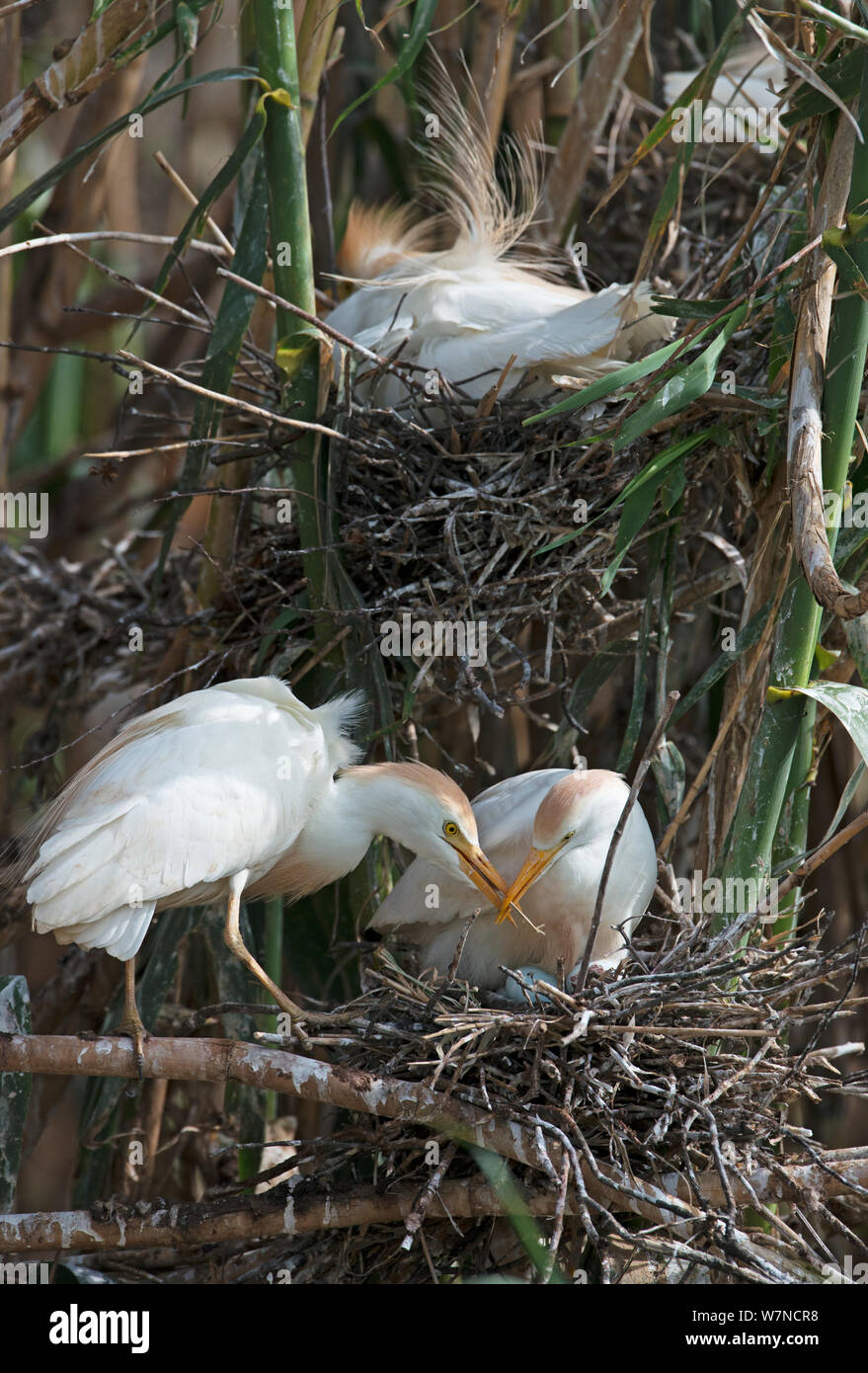 Female With Cattle Egret High Resolution Stock Photography and Images ...