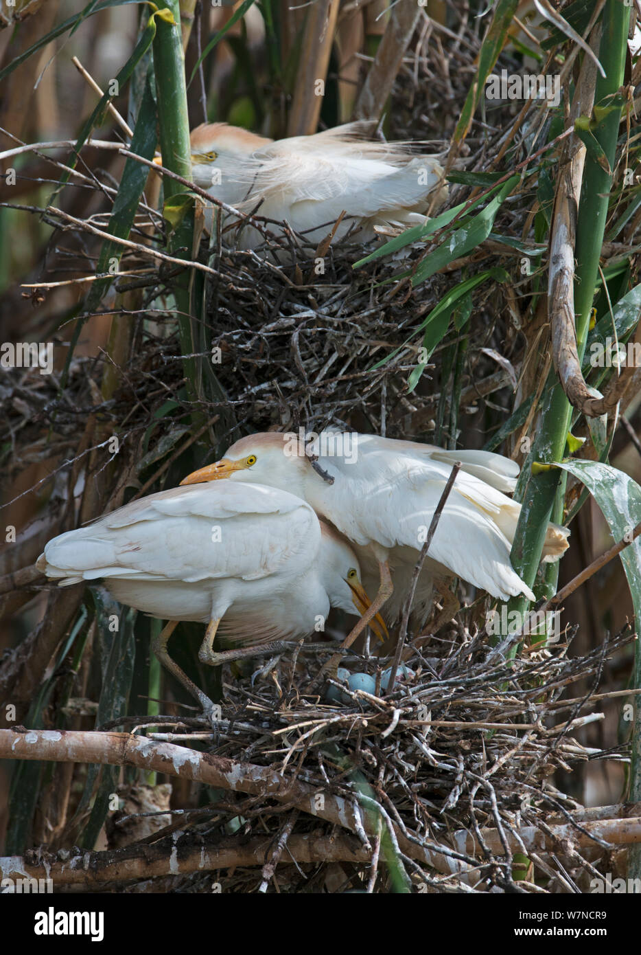 Brooding male hi-res stock photography and images - Alamy