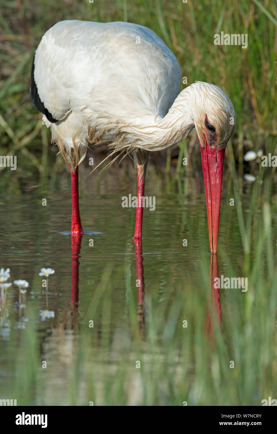Storks portugal hi-res stock photography and images - Alamy