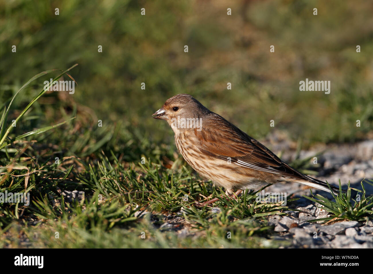 Linnet uk uk hi-res stock photography and images - Alamy