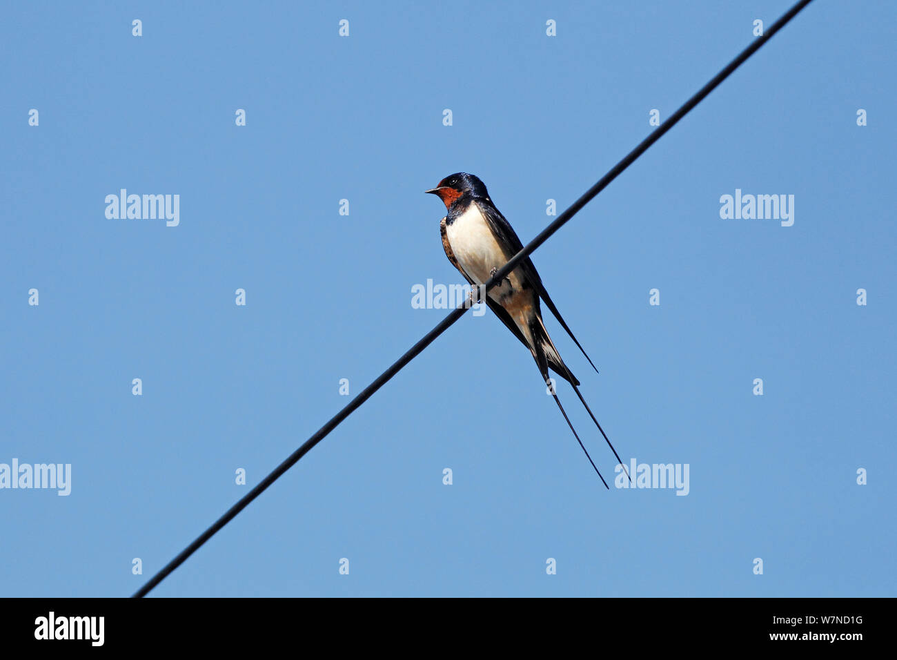 Barn swallows on the wire hi-res stock photography and images - Alamy
