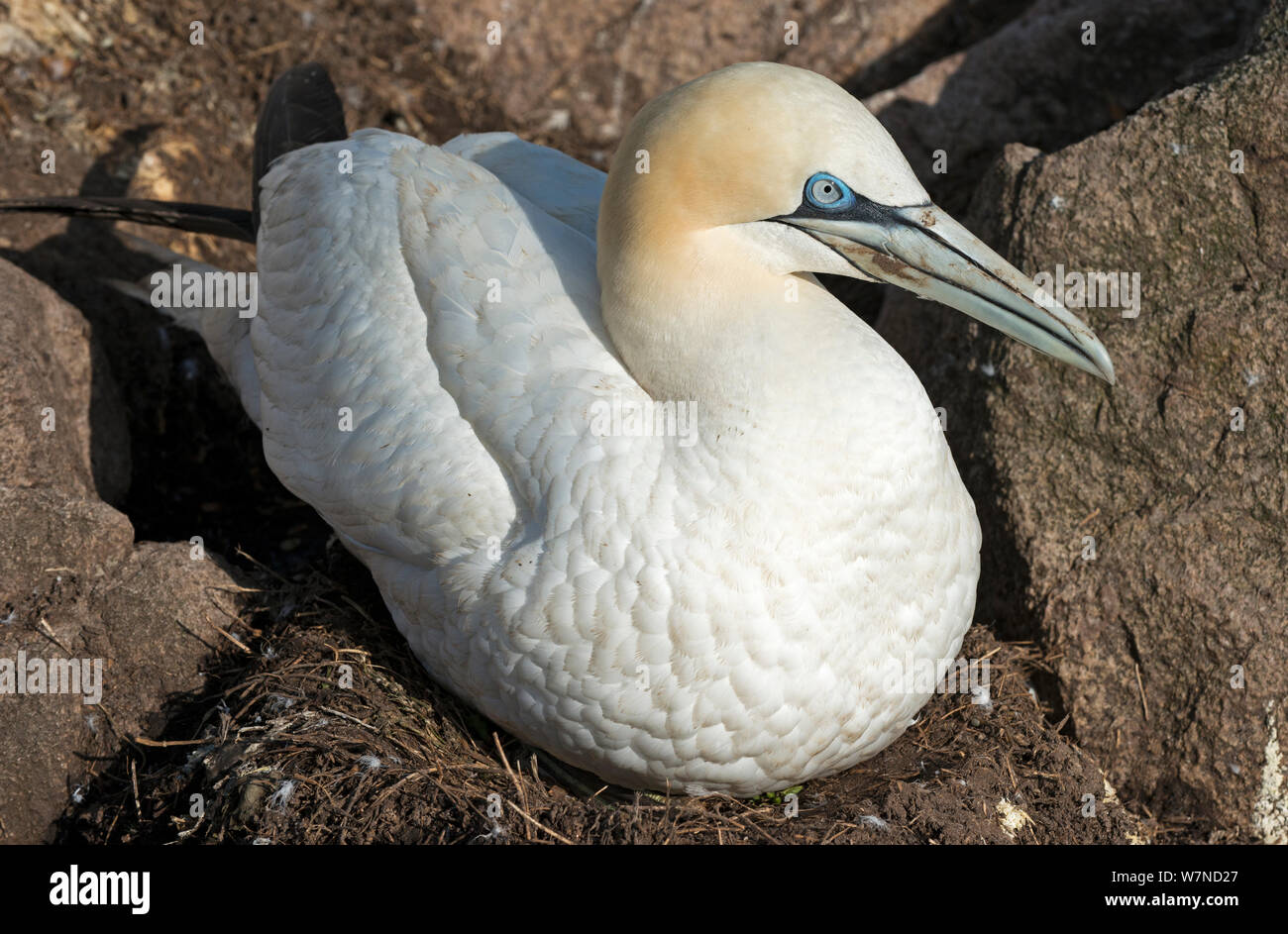 Northern gannet (Morus bassanus) sitting on nest, Great Saltee Island, Wexford, Ireland, June ...
