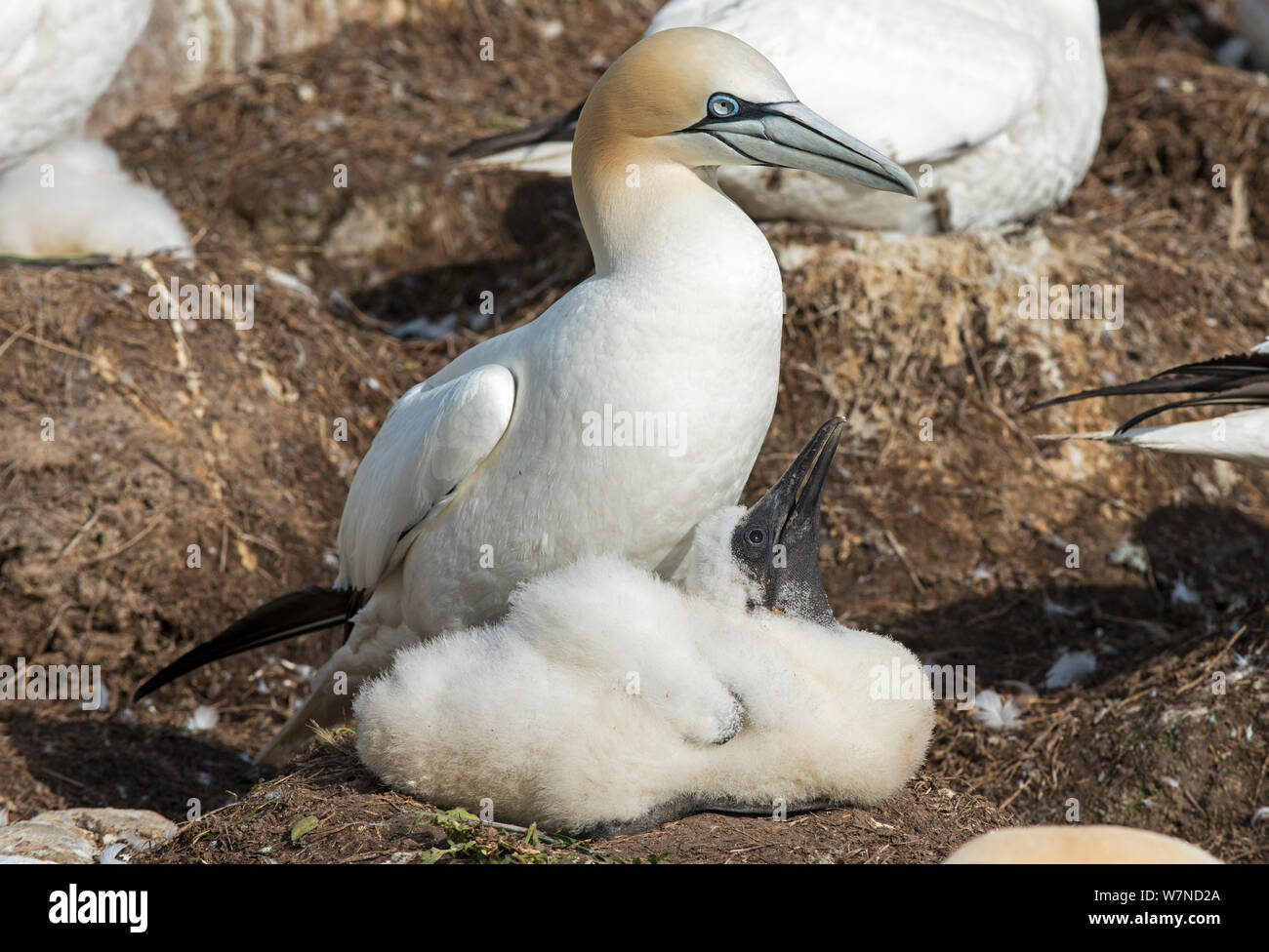 Northern gannet (Morus bassanus) brooding chick on nest, Great Saltee ...