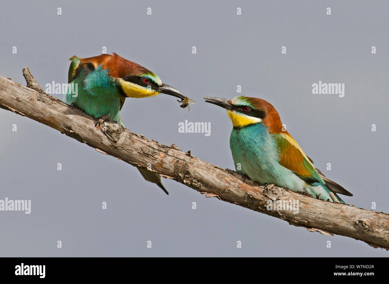 Male and female bee eaters hi-res stock photography and images - Alamy
