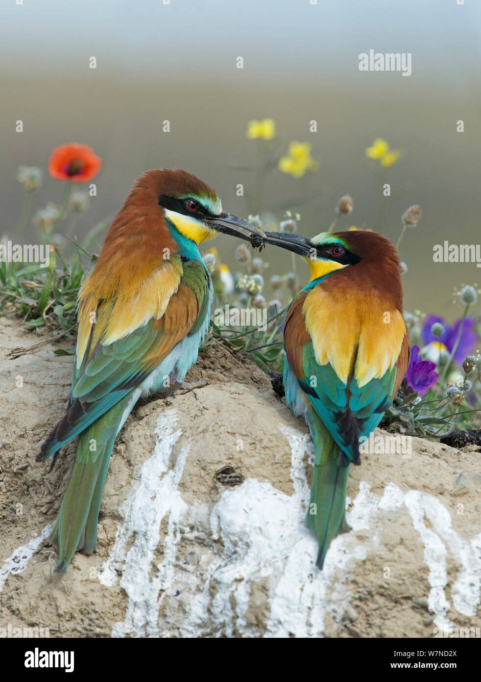 Insects of portugal hi-res stock photography and images - Alamy