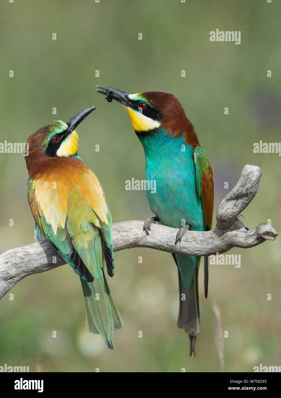 European Bee-eater (Merops apiaster) courting a female by offering her ...