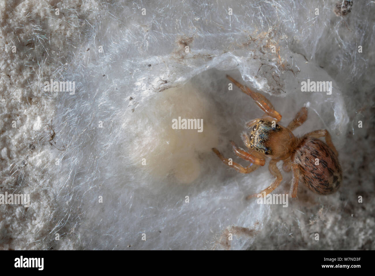 Jumping Spider Egg Sac