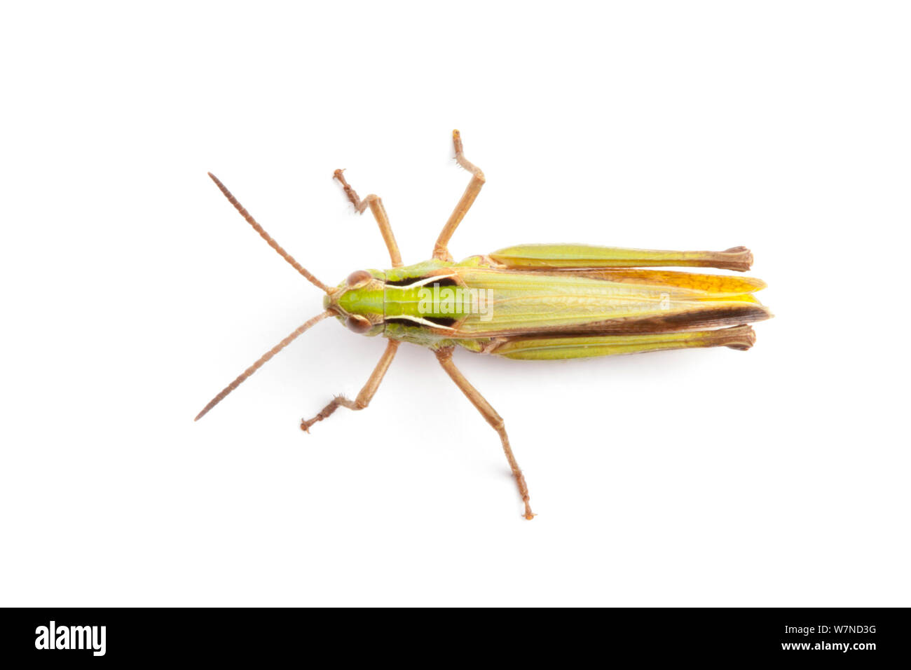Orthoptera