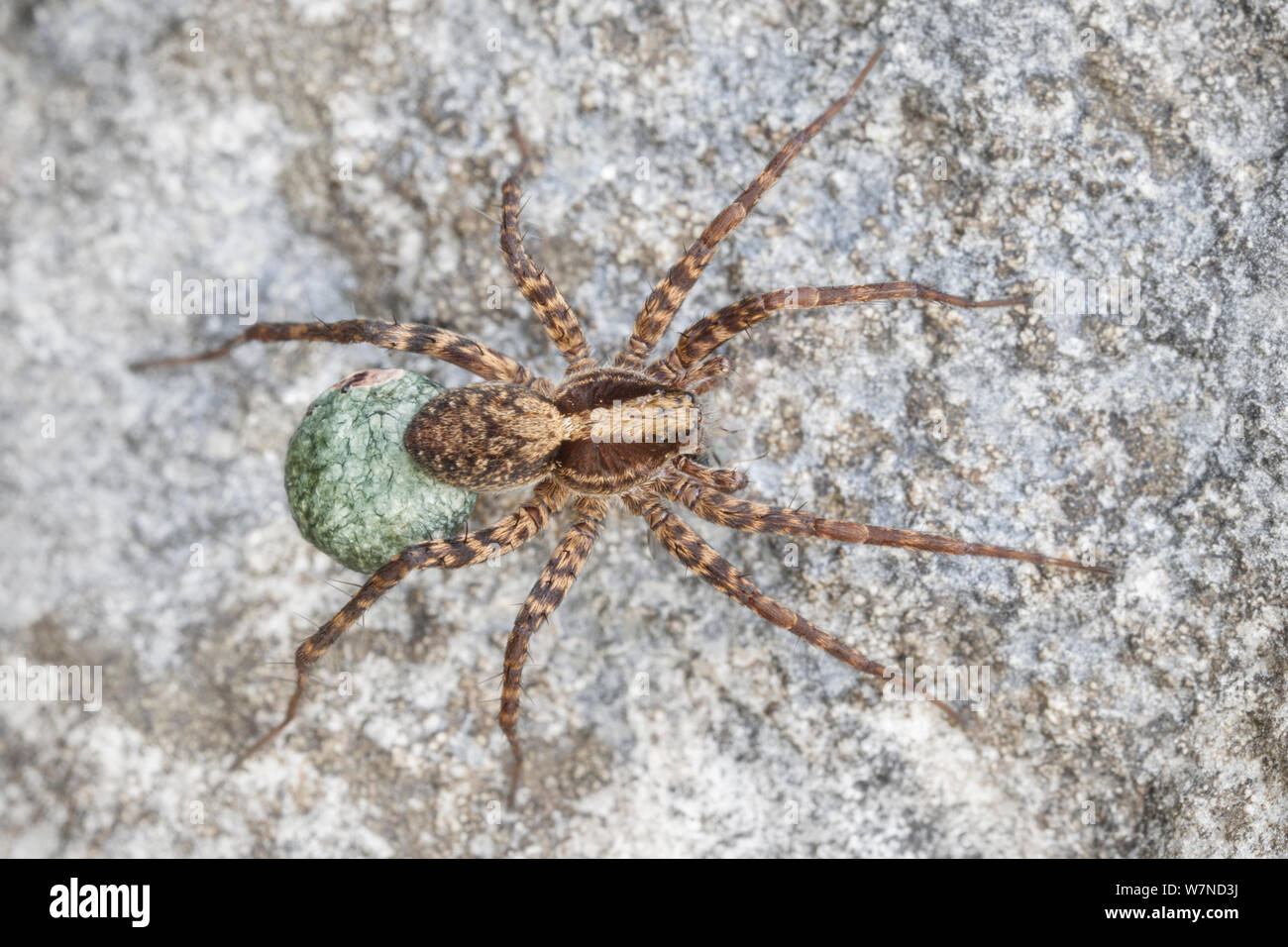 Wolf Spider female (Pardosa lugubris) carrying egg sac. Peak District ...