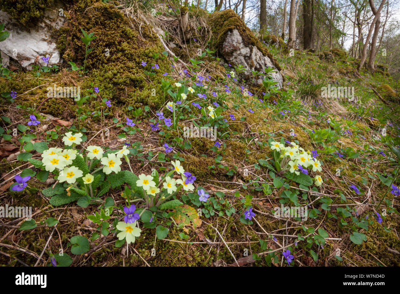 Primroses (Primula vulgaris) and Common Dog Violets (Viola riviniana ...