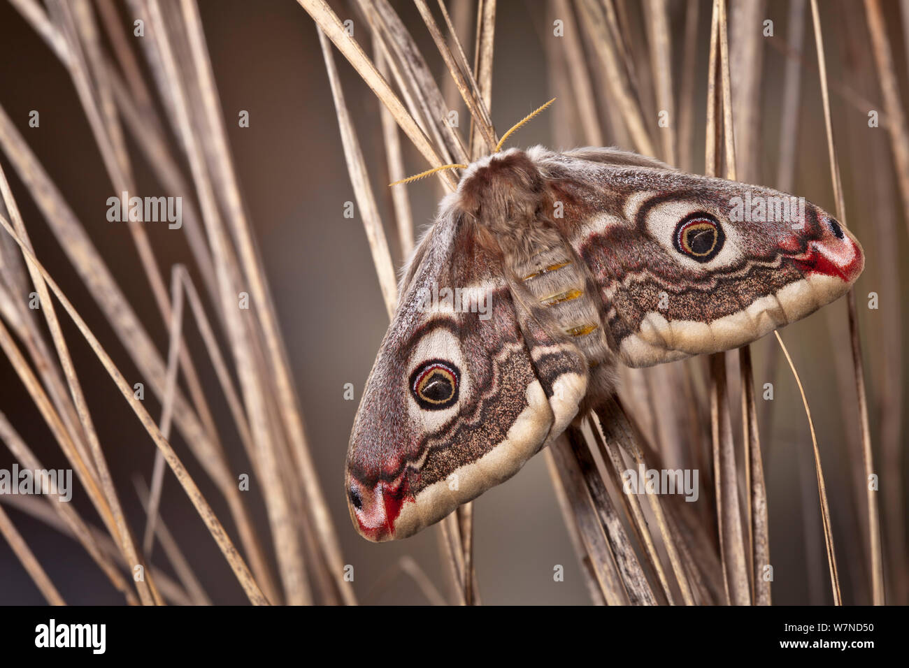 Small emperor moth female (Saturnia pavonia), Peak District National ...