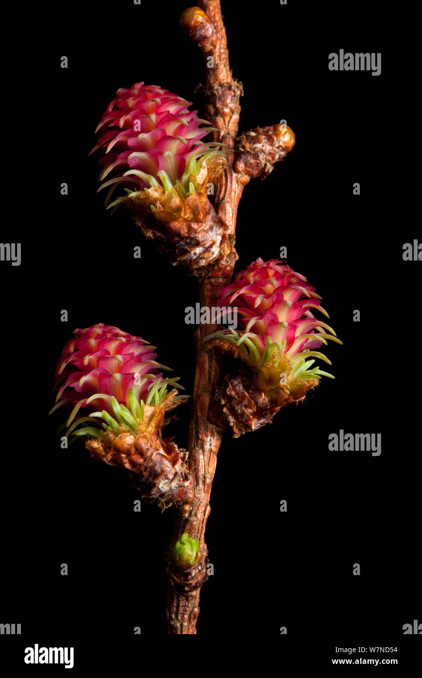 Female European larch flowers (Larix decidua). Peak District National ...