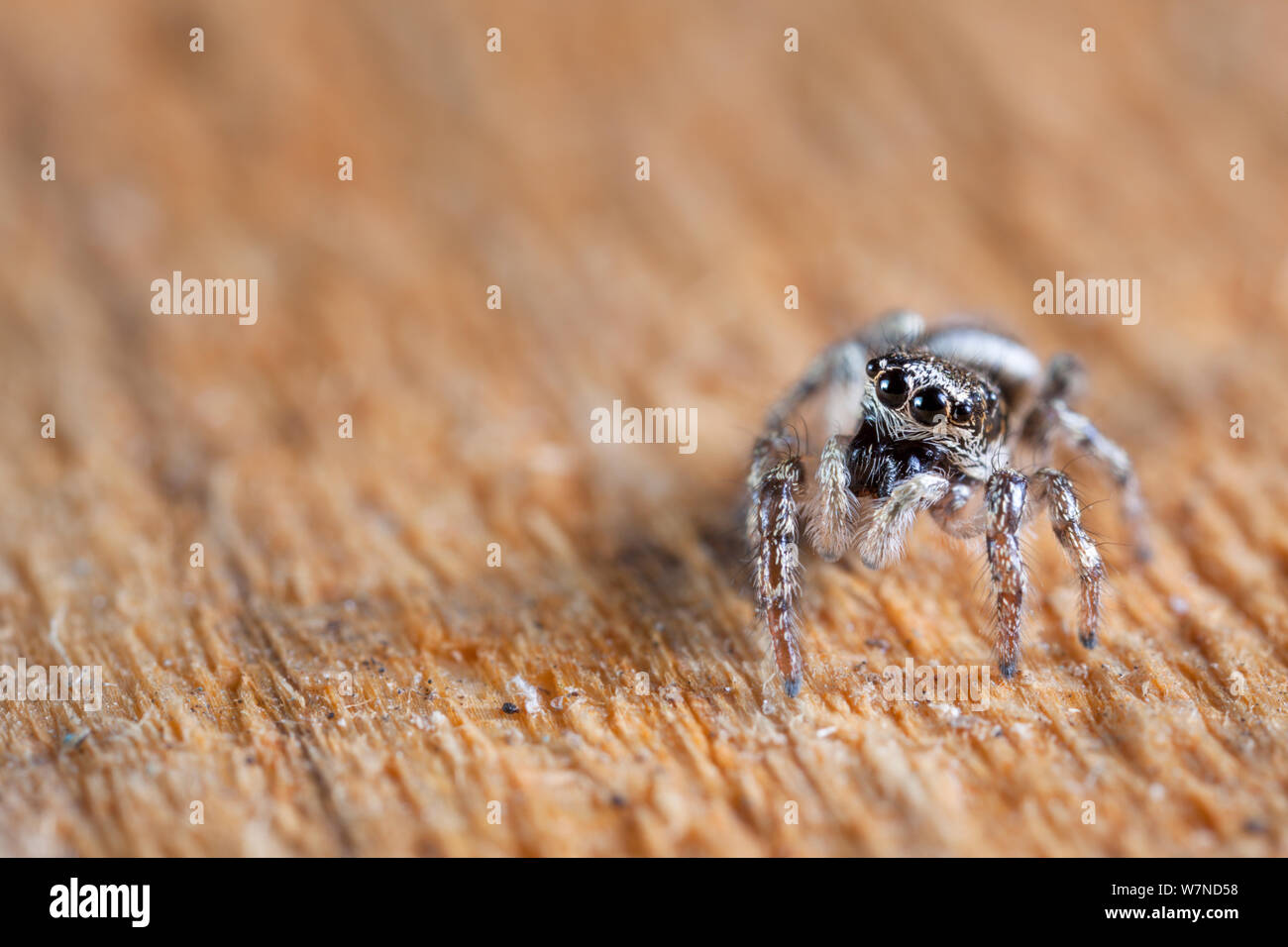 Zebra spider {Salticus scenicus} female stalking prey on fence panel ...