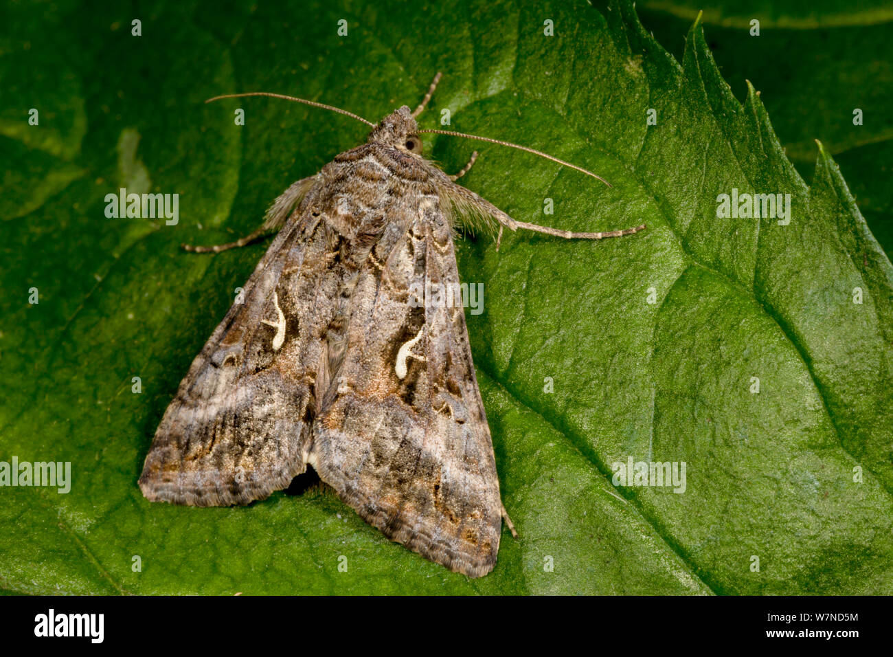Silver Y Moth (Autographa / Plusia gamma) Peak district National Park ...