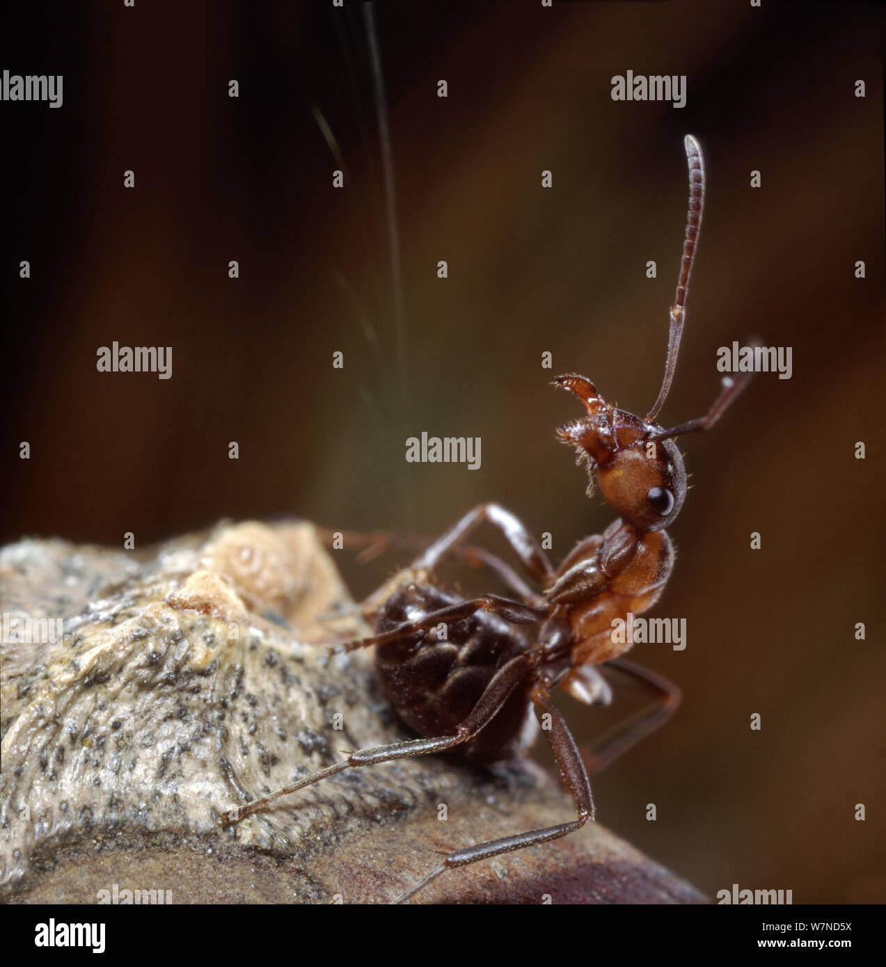 Wood ants jetting acid hi-res stock photography and images - Alamy
