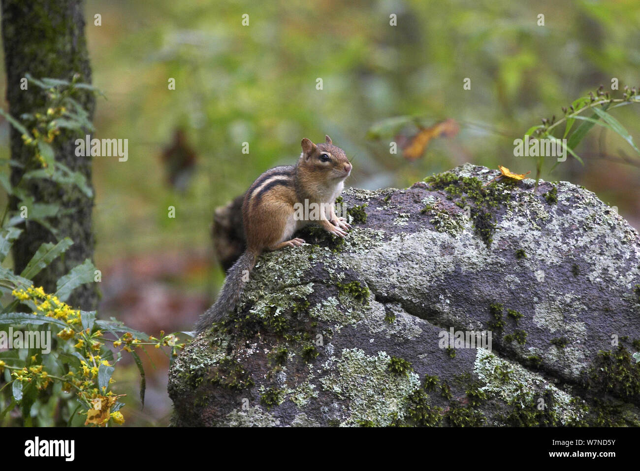 Eastern Chipmunk (Tamias striatus). Algonquin Provincial Park, Ontario ...