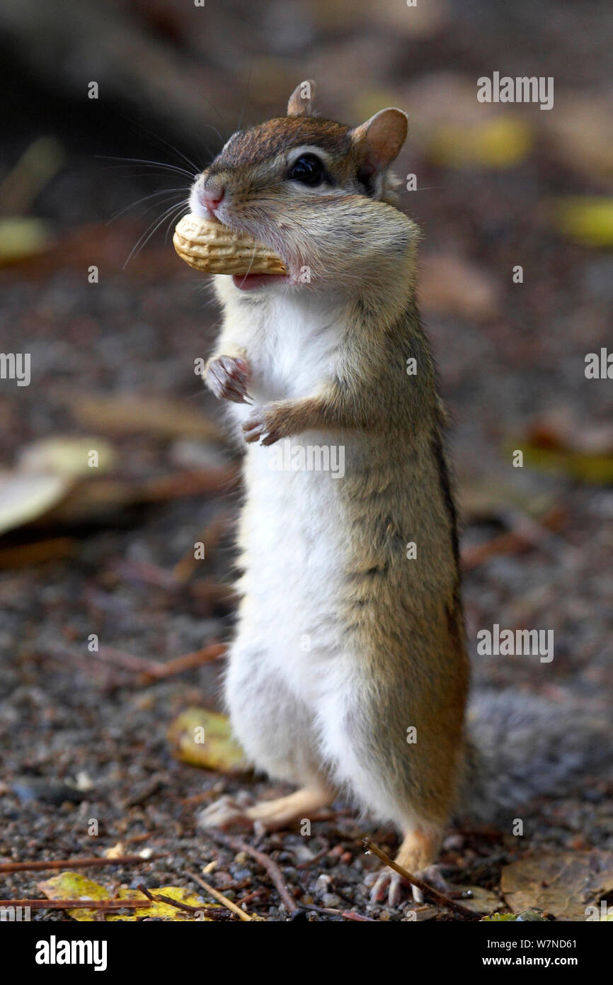 Eastern Chipmunk (Tamias striatus) with Peanut in mouth pouch ...