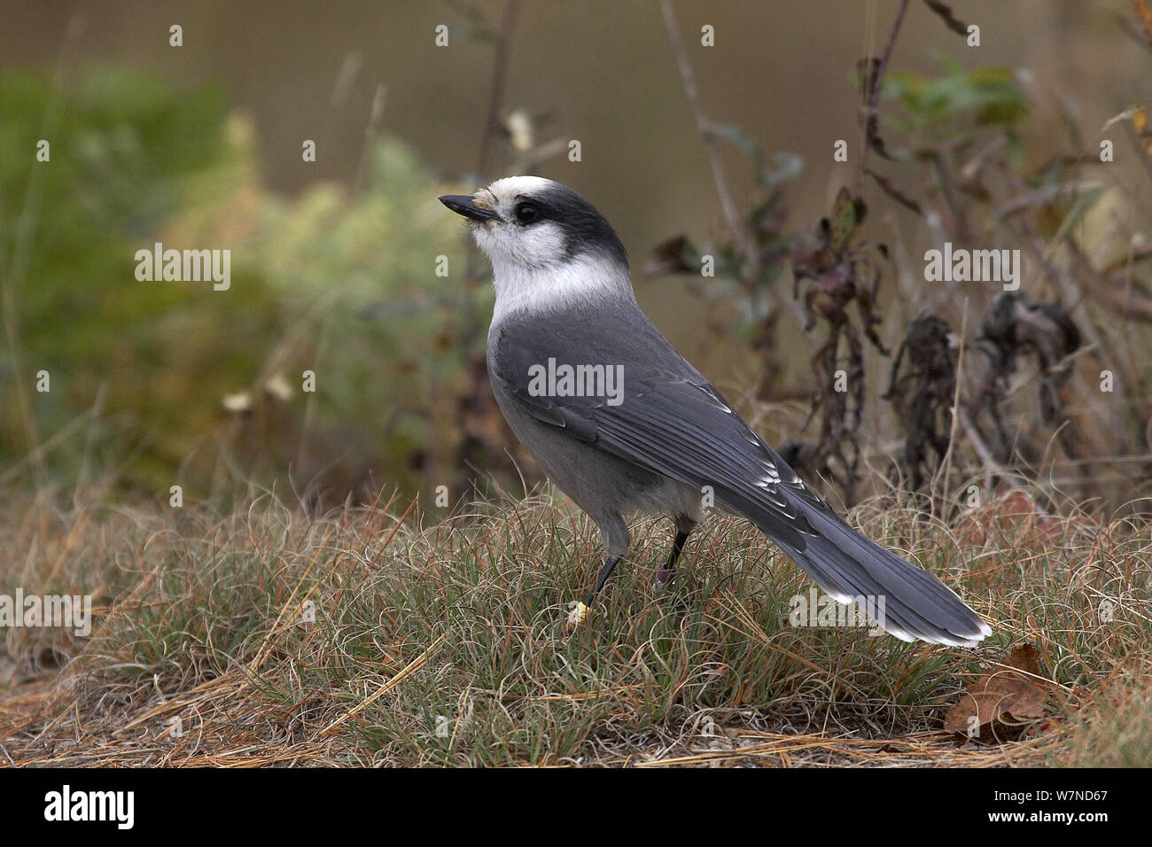 Gray / Canada / Whiskey Jay (Perisoreus canadensis) Colour-ringed bird ...