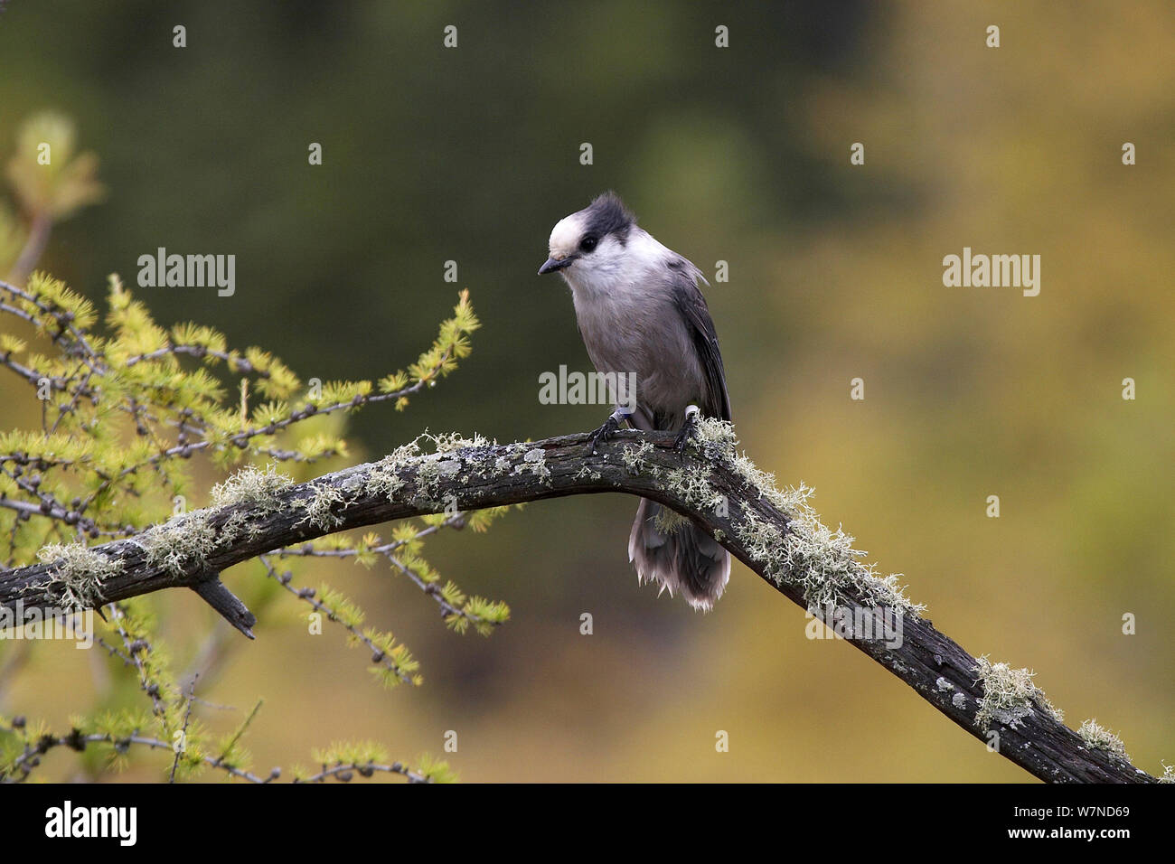 The Gray / Canada / Whiskey Jay (Perisoreus canadensis) Colour-ringed ...