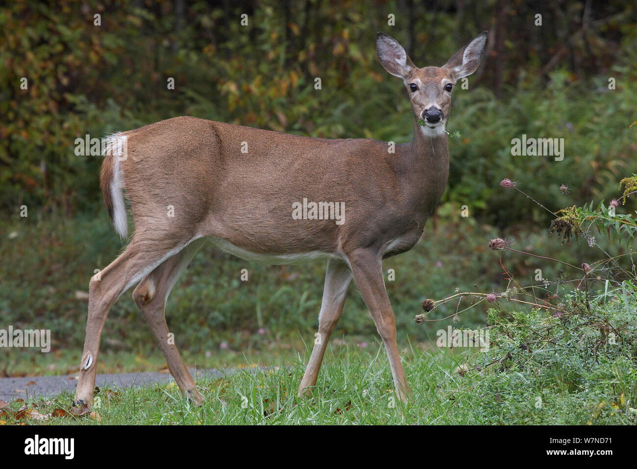 White-tailed Deer (Odocoileus virginianus borealis). Female / doe ...