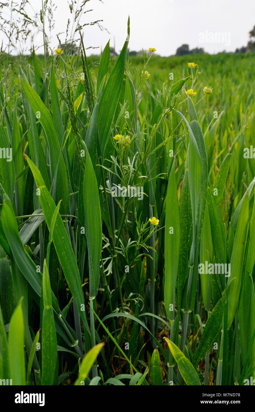 Corn Buttercup (Ranunculus arvensis) in flower in arable field. Outwood ...