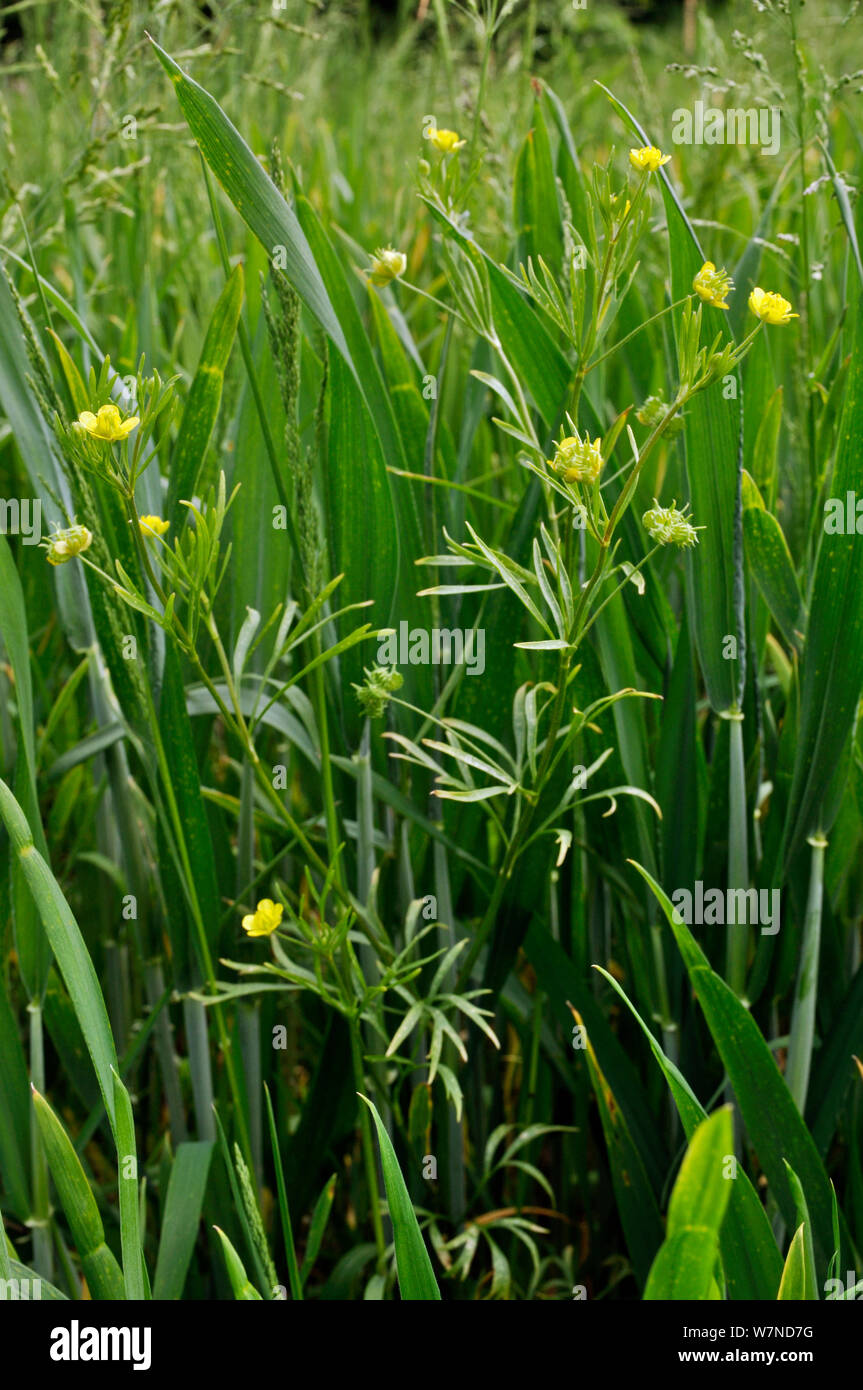 Ranunculus arvensis hi-res stock photography and images - Alamy