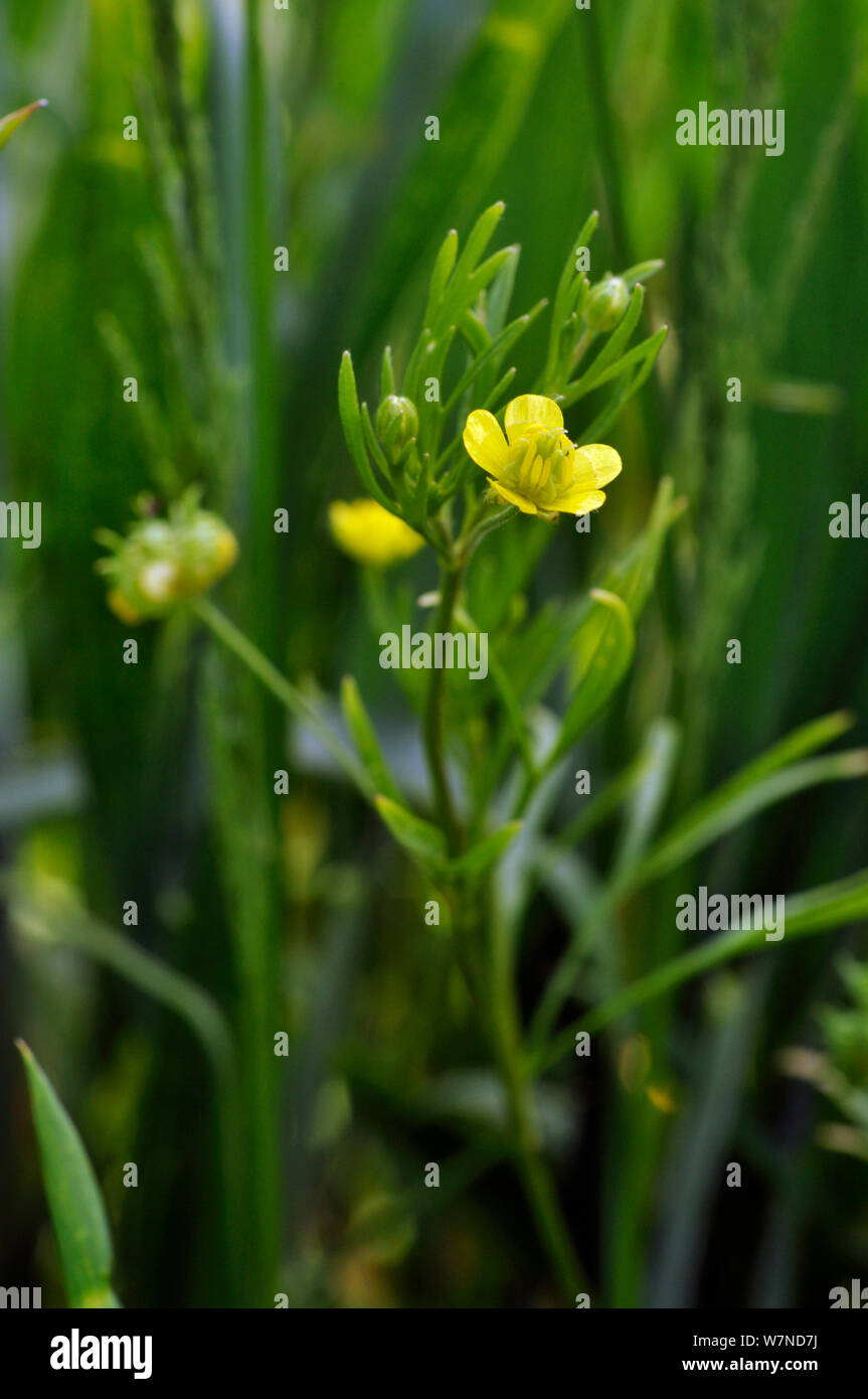 Corn Buttercup (Ranunculus arvensis) in flower in arable field. Outwood ...