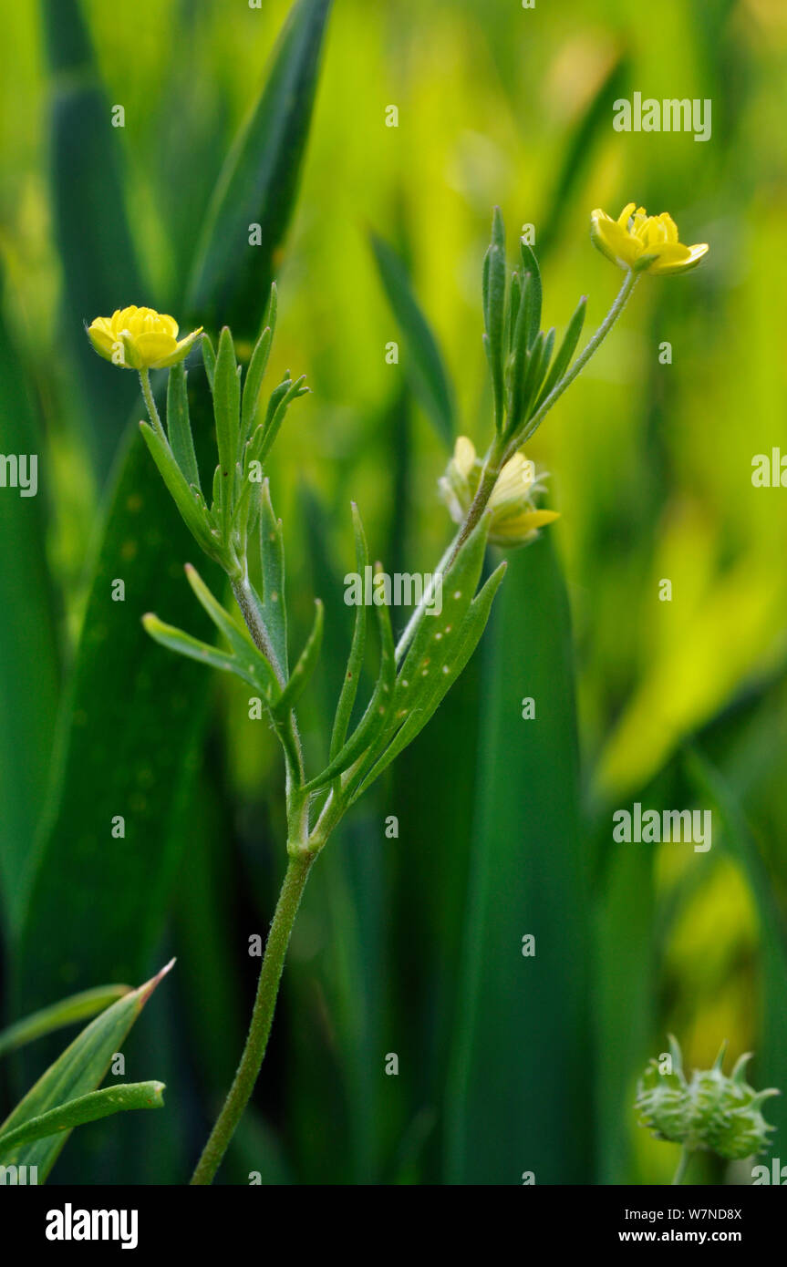 Corn Buttercup (Ranunculus arvensis) in flower in arable field. Outwood ...