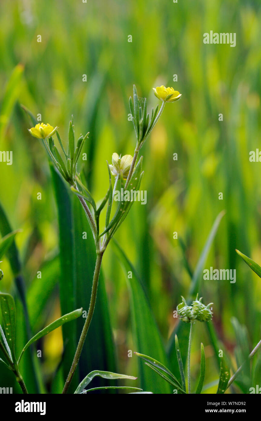 Ranunculus arvensis hi-res stock photography and images - Alamy