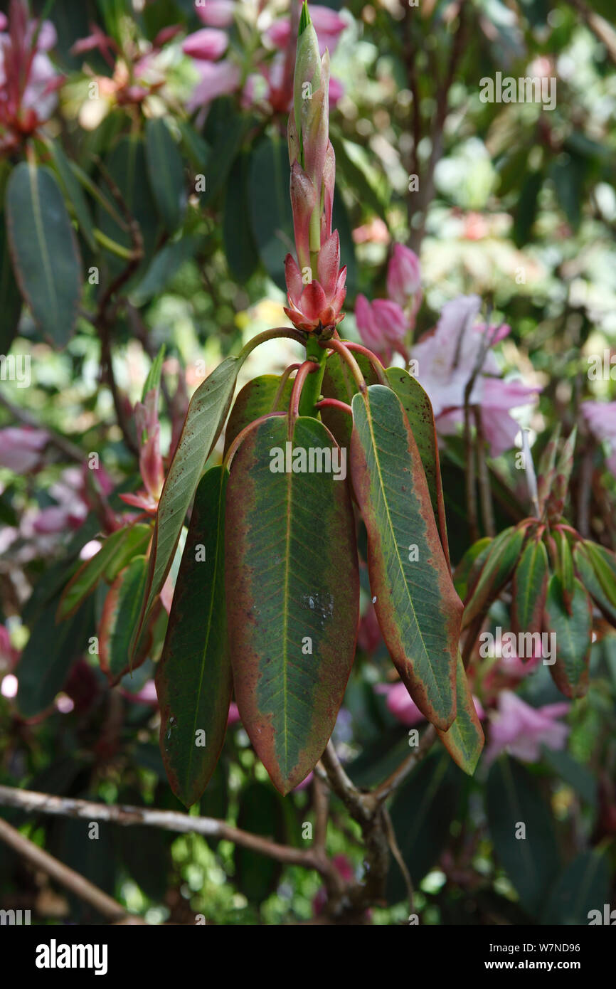 Rhododendron (Rhododendron sp.) flower spikes showing symptoms of ...