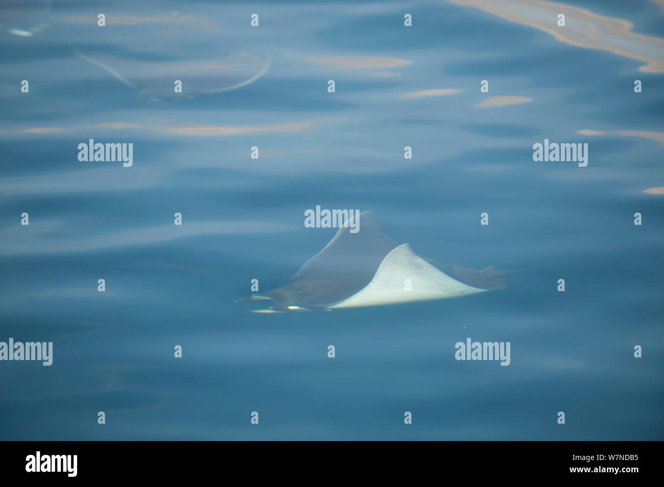 Munk's devil ray (Mobula munkiana) seen from above sea surface, San ...