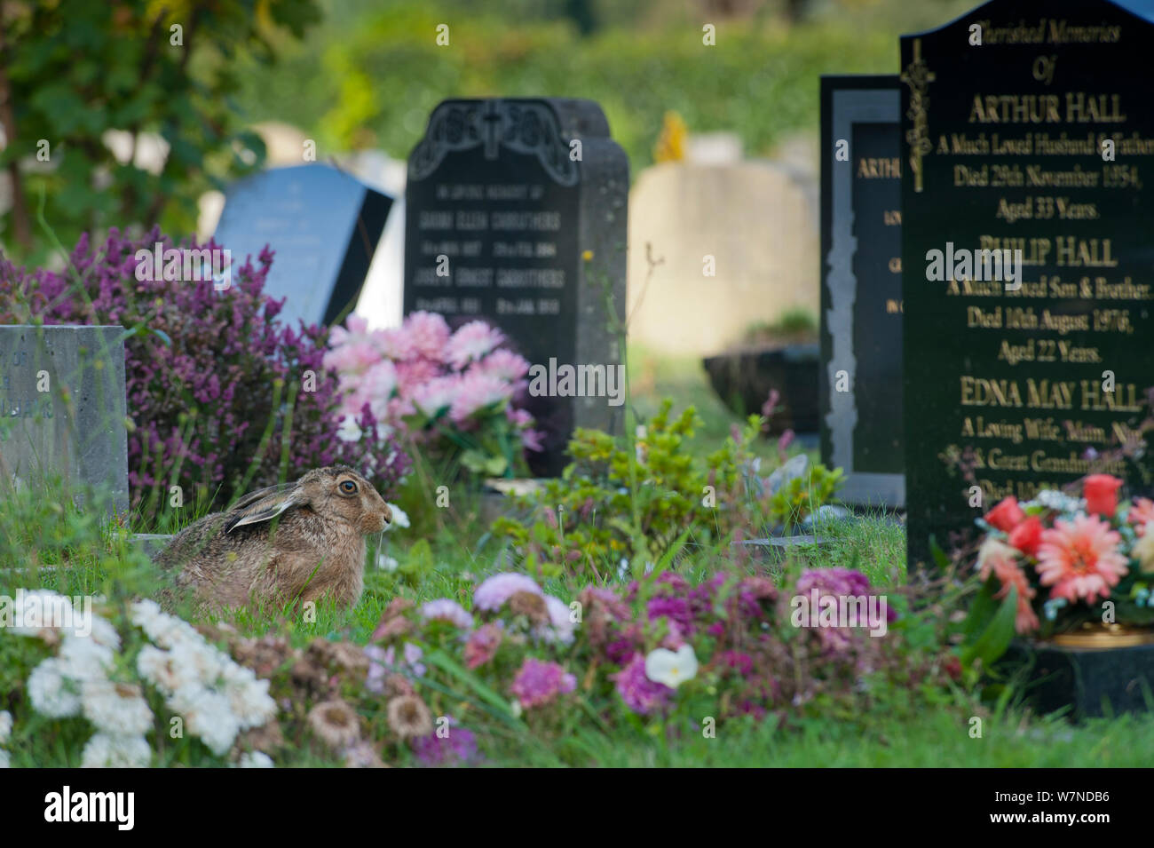 European hare (Lepus eurpaeus) in Landican Cemetery, Wirral, Merseyside ...