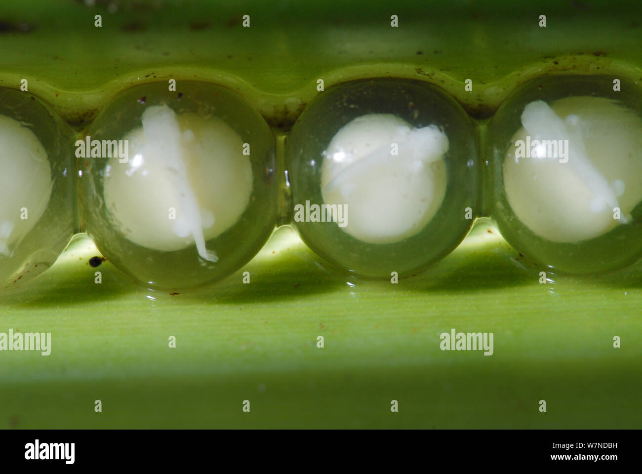 Fiji Tree Frog (Platymantis vitiensis) developing eggs laid in leaf of ...