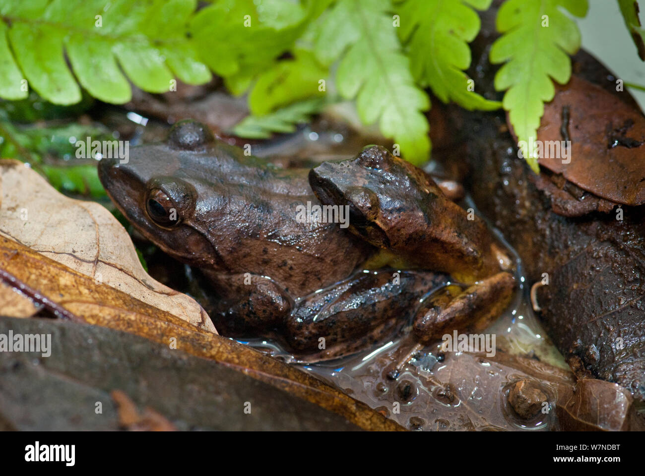 Fiji Ground Frogs (Platymantis vitianus) mating pair, Fiji Stock Photo ...