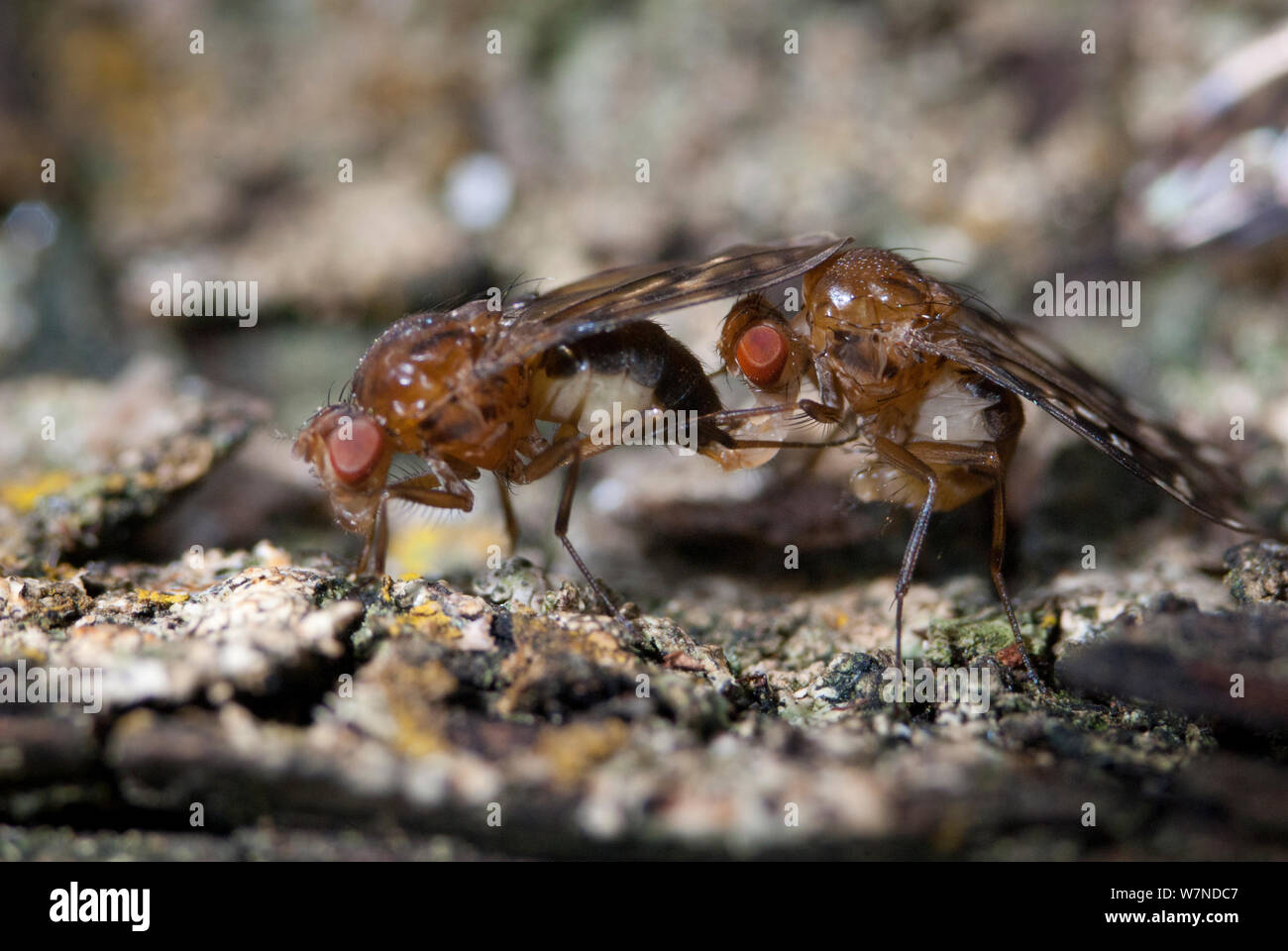 Fruit Flies Mating