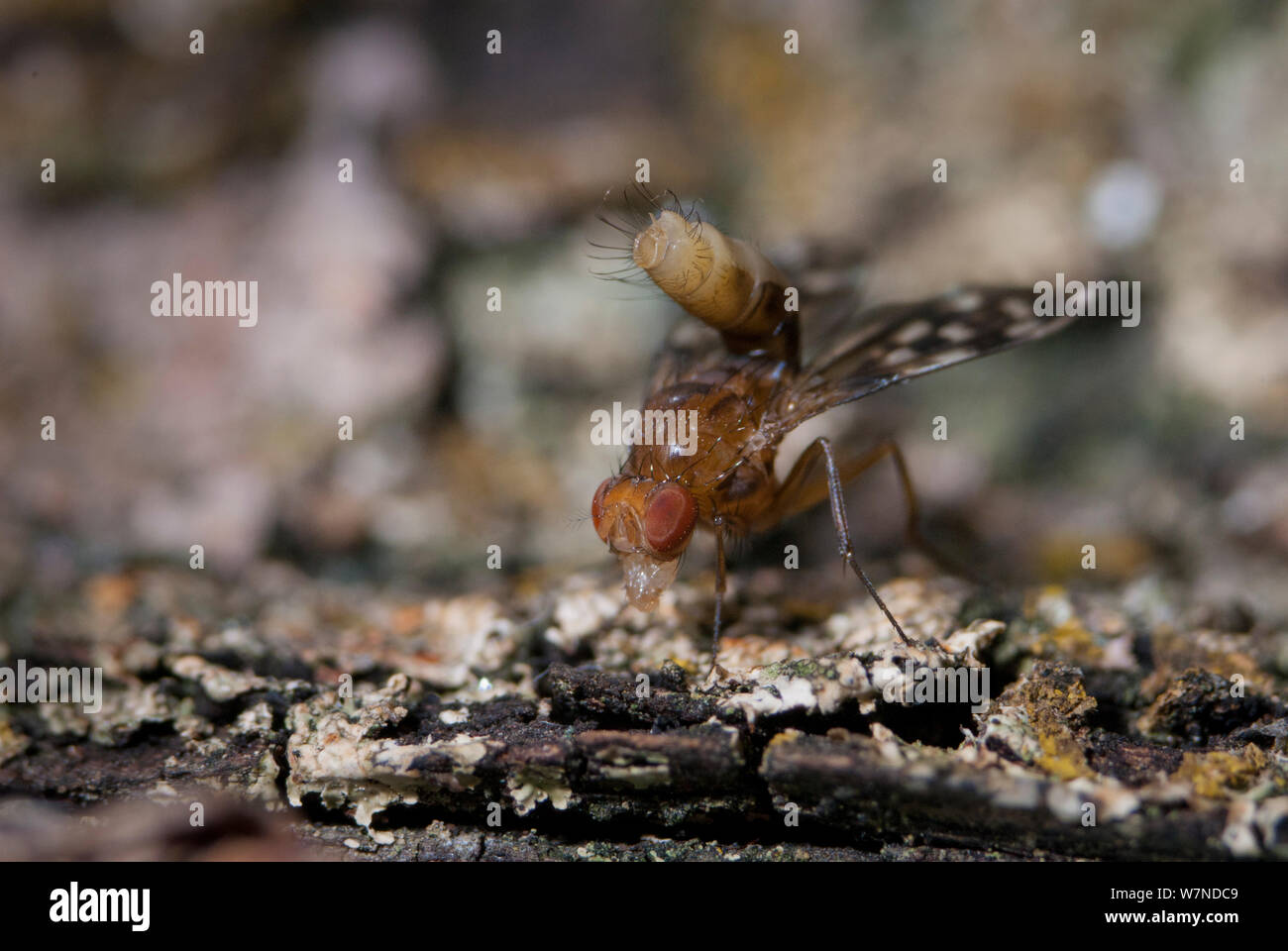 Hawiian Fruit fly (Drosophila Clavisetae) male mating display, taken ...