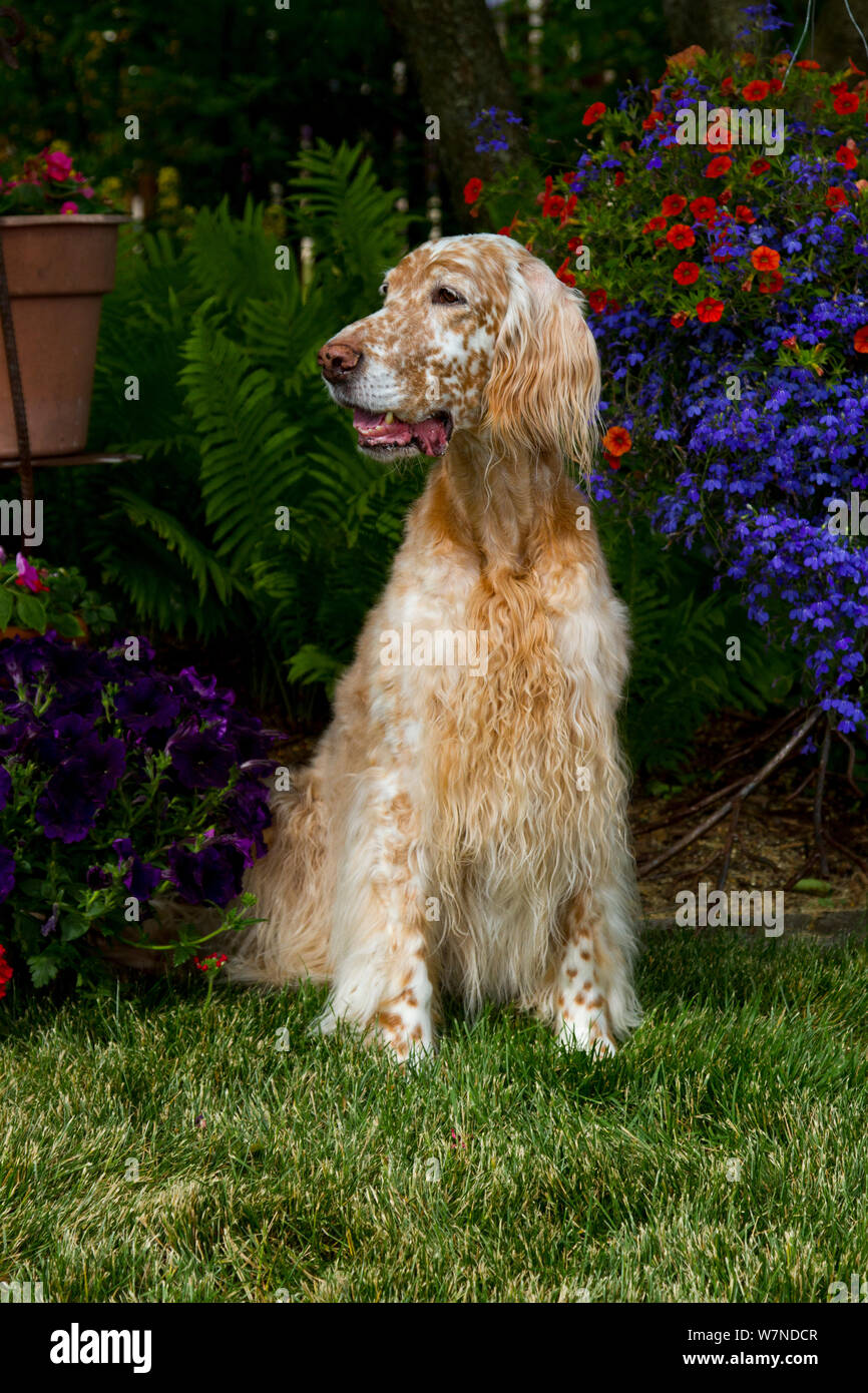 Female English Setter by flowers; Illinois, USA Stock Photo - Alamy