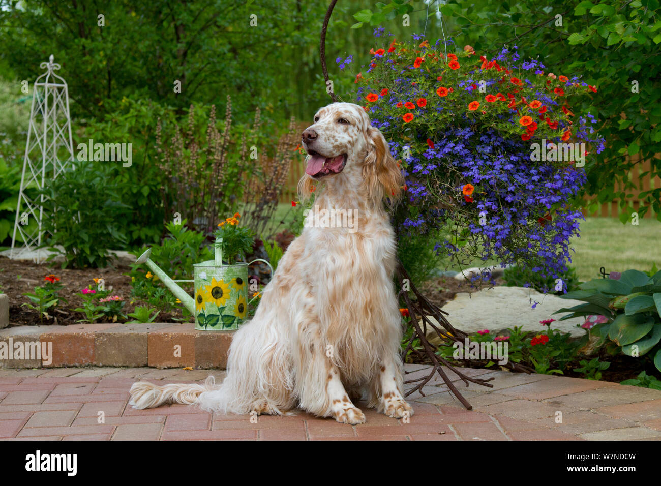 Female English Setter in garden setting, Illinois, USA Stock Photo - Alamy