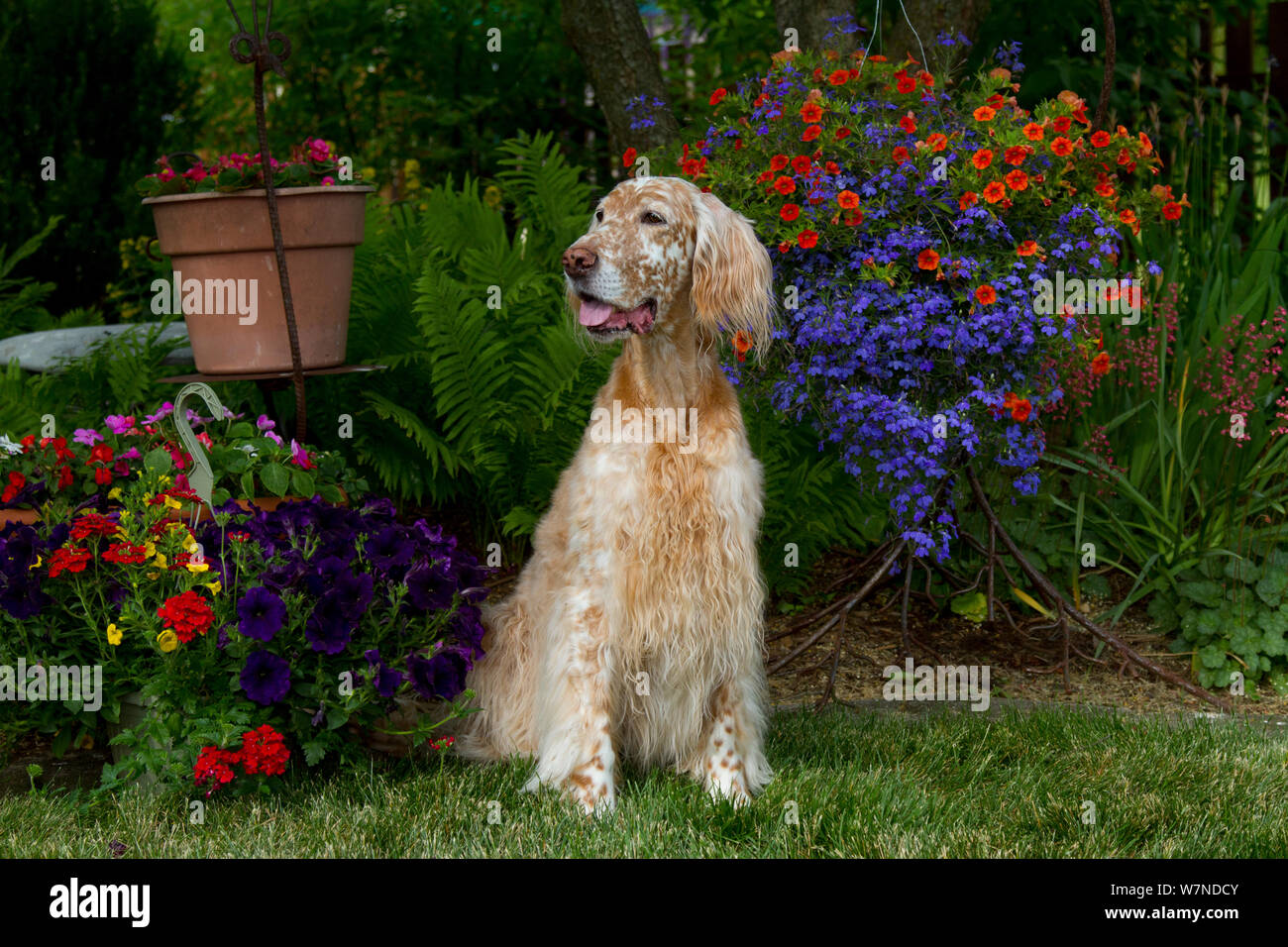 Female English Setter sitting in garden setting, Illinois, USA Stock ...