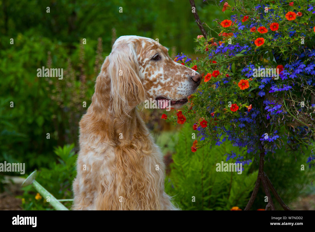 Female English Setter by in garden, Illinois, USA Stock Photo - Alamy