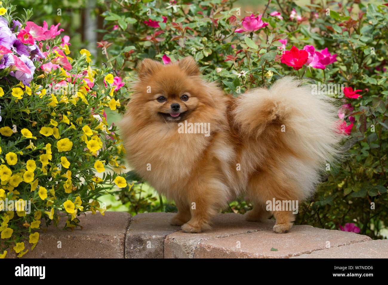 Female Pomeranian standing by flowers on garden wall; Illinois, USA ...