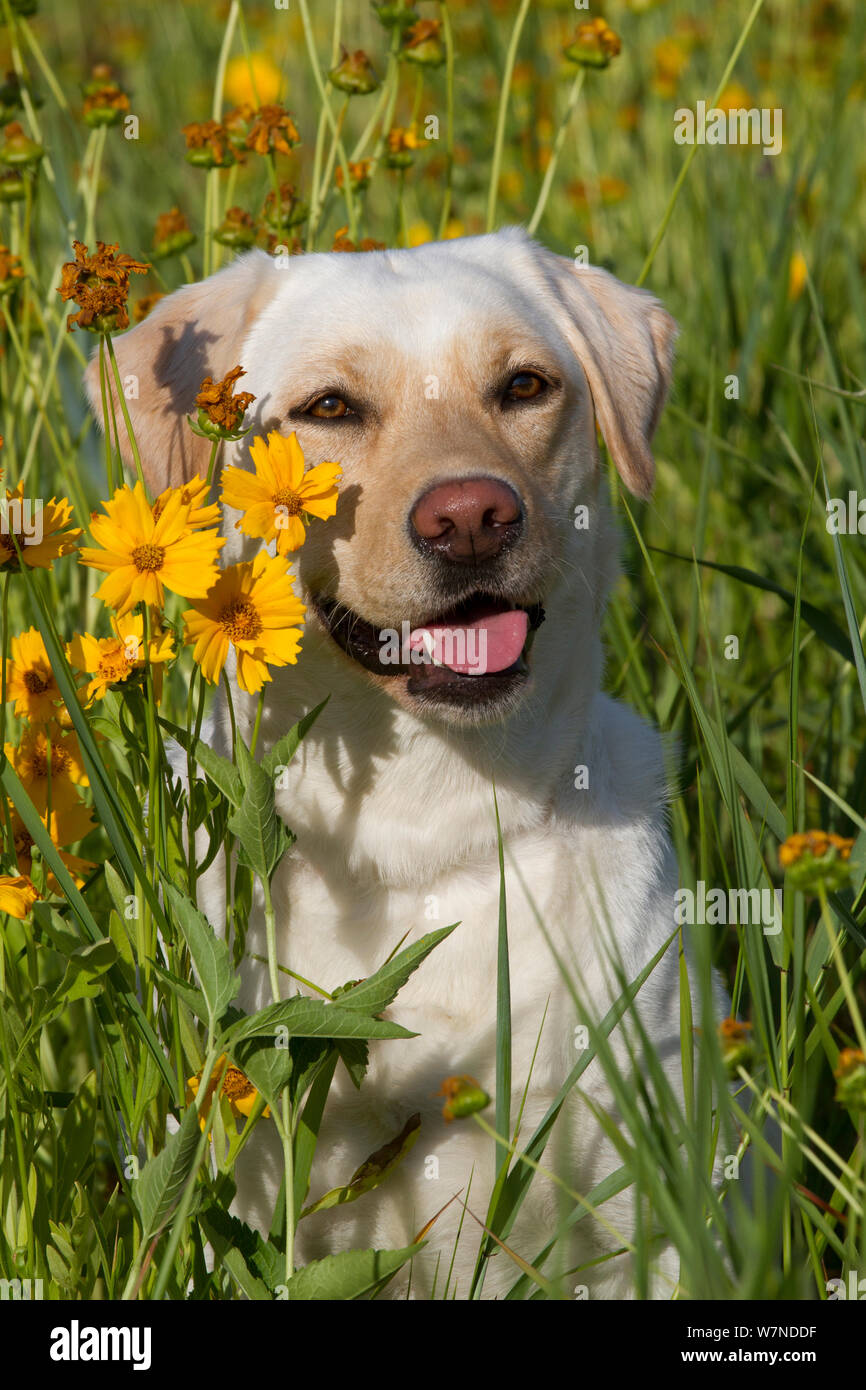 Female golden Labrador Retriever amongst prairie wildflowers; Illinois ...